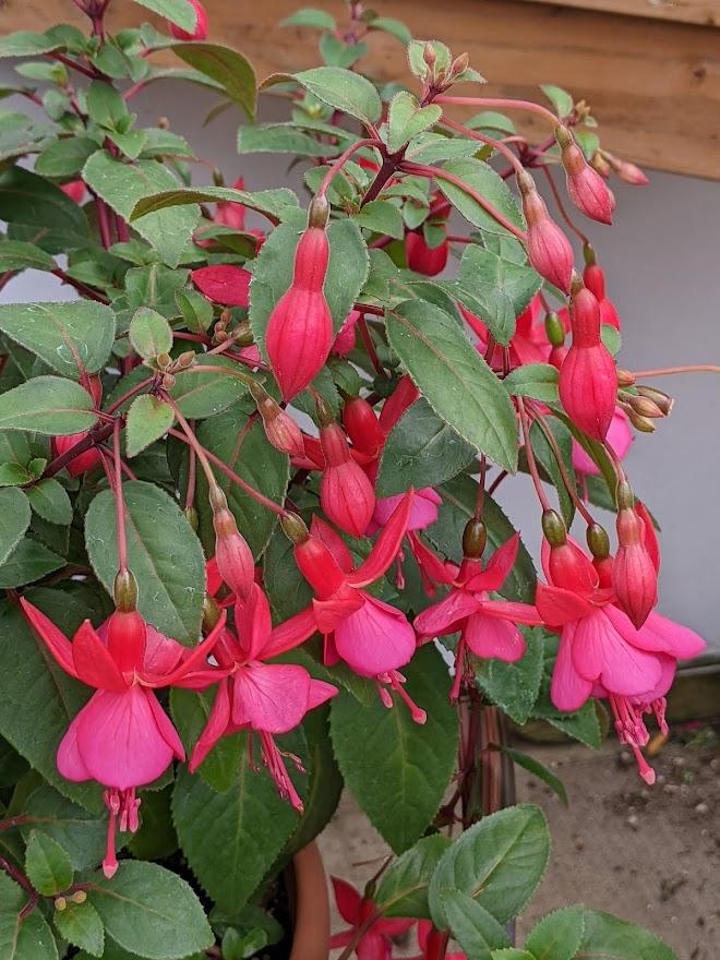 Fuchsia 'June Bride' in the Fuchsias Database - Garden.org