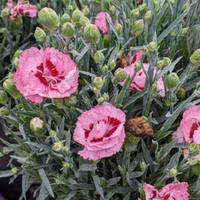 Photo of the entire plant of Pinks (Dianthus Scent First® Raspberry ...