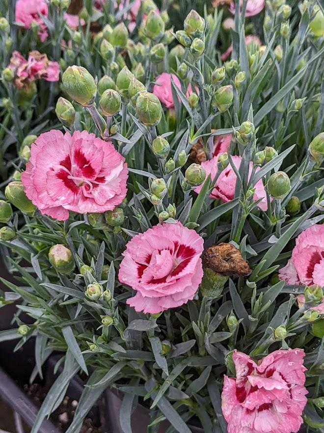 Photo of the entire plant of Pinks (Dianthus Scent First® Raspberry ...