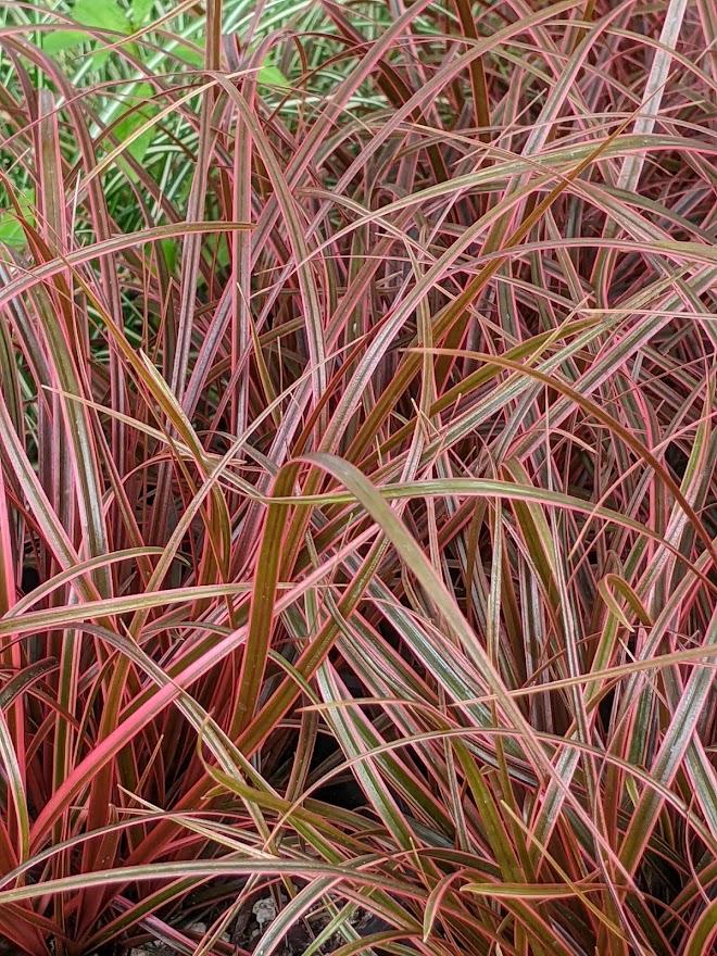 Photo of the leaves of Sedge (Carex punicea EverColor™ EverFlame ...