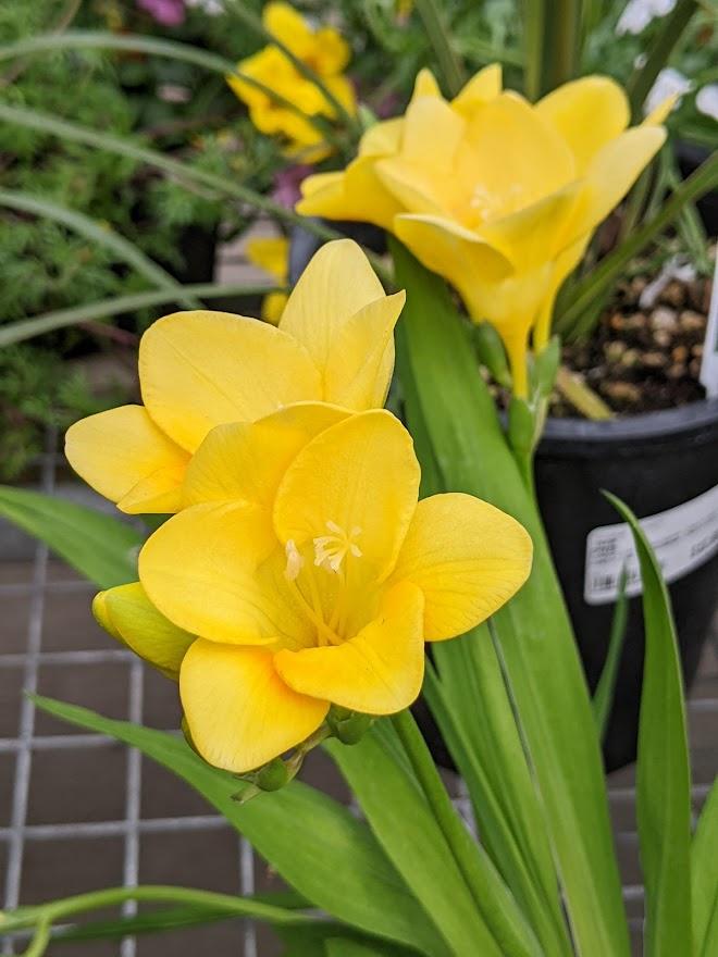 Photo of the bloom of Freesia 'Single Mix' posted by Joy - Garden.org