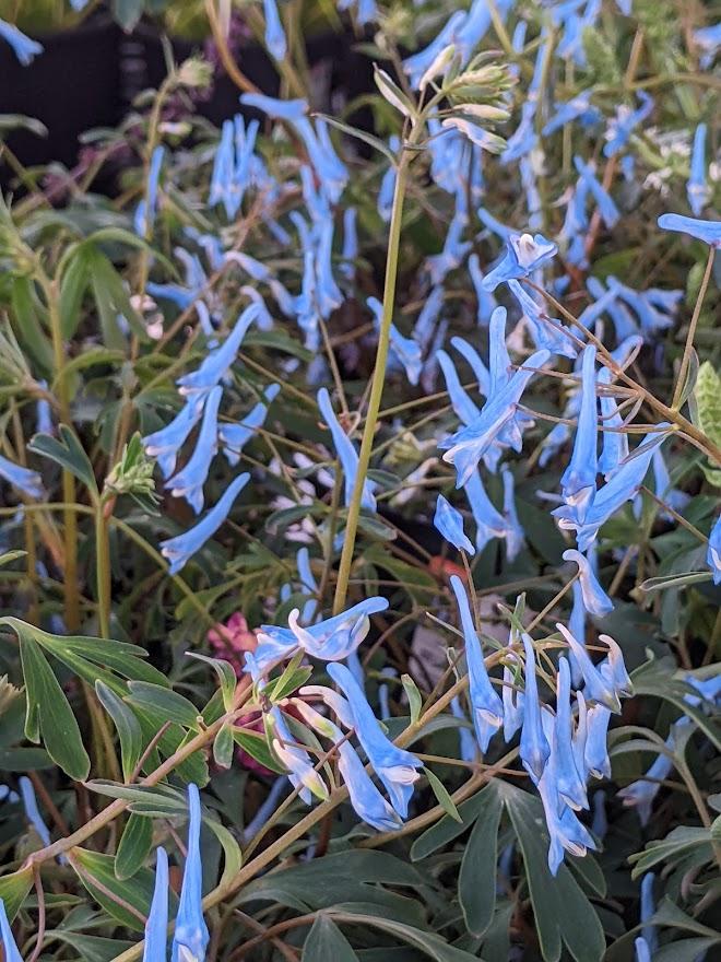 Photo of the entire plant of Blue Fumewort (Corydalis flexuosa Hillier ...