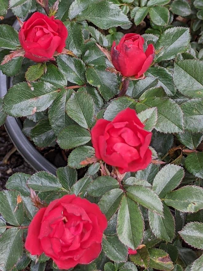 Photo of the entire plant of Rose (Rosa 'Zepeti') posted by Joy ...