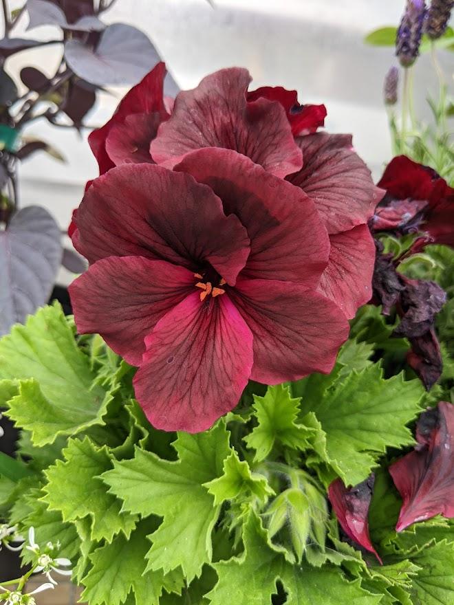 Regal Geranium (Pelargonium x domesticum Elegance™ Burgundy) in the ...