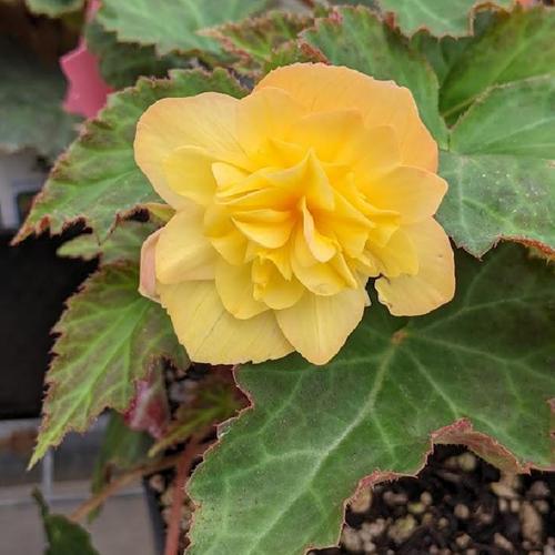 Begonia (Begonia boliviensis Compact Double Apricot) in the Begonias ...