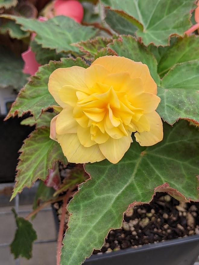 Begonia (Begonia boliviensis Compact Double Apricot) in the Begonias ...