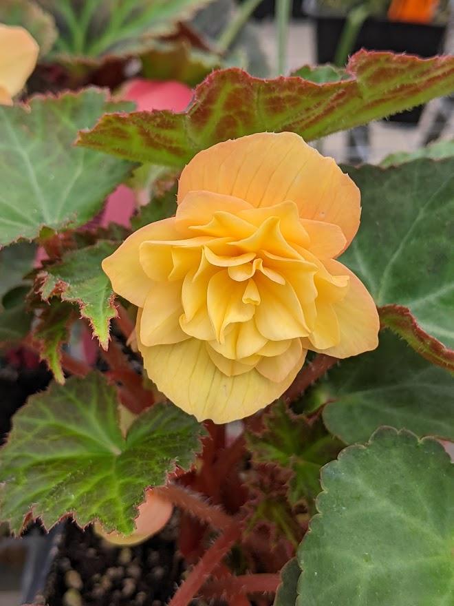 Photo of the bloom of Begonia (Begonia boliviensis Compact Double ...