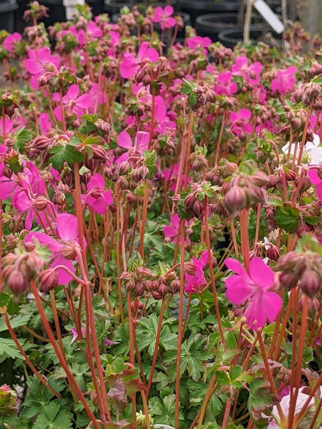 Photo of the bloom of Cranesbill (Geranium x cantabrigiense 'Crystal ...