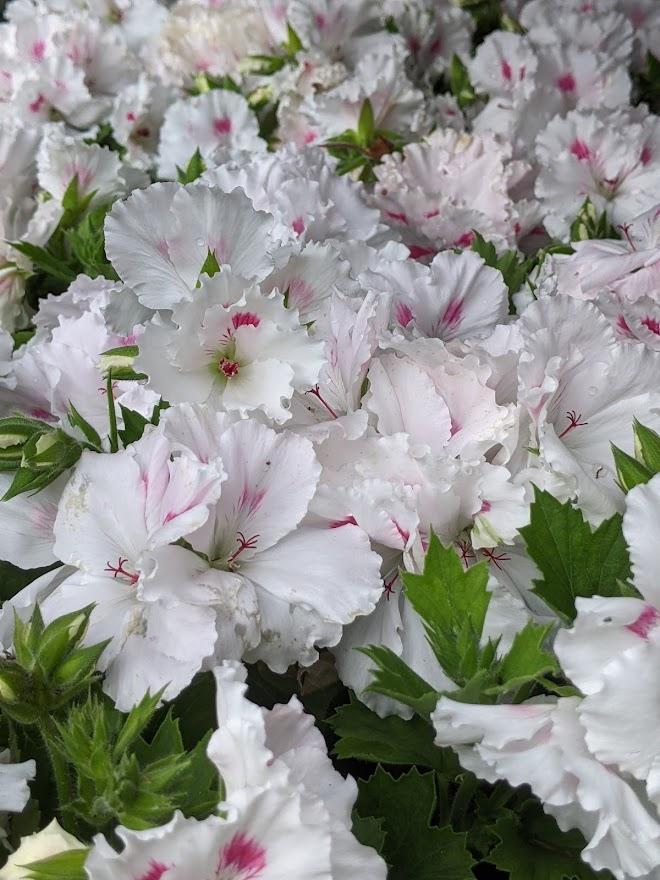 Photo of the bloom of Regal Geranium (Pelargonium x domesticum) posted ...