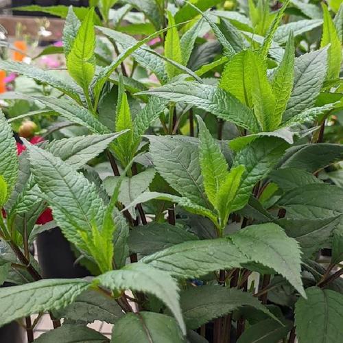Turtlehead (Chelone lyonii Tiny Tortuga) - Garden.org