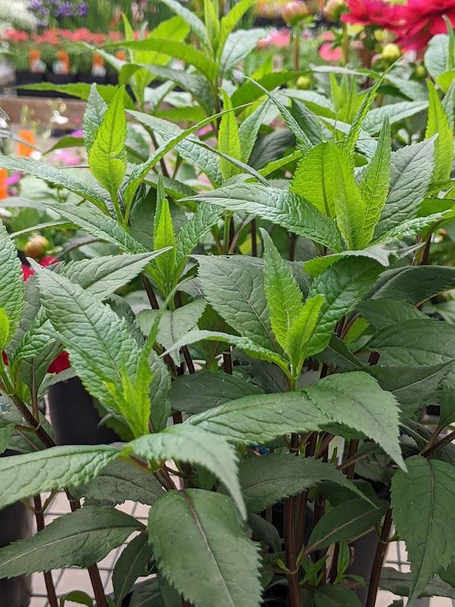 Turtlehead (Chelone lyonii Tiny Tortuga) - Garden.org