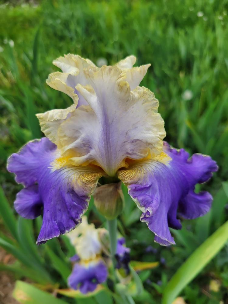 Tall Bearded Iris (Iris 'Gilt-Edged Bond') in the Irises Database ...