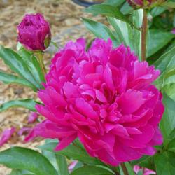 Peony (Paeonia lactiflora 'Rachel') in the Peonies Database - Garden.org