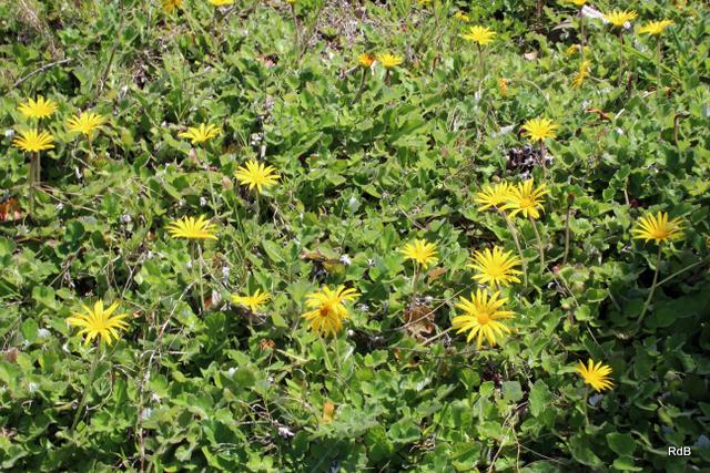 Photo of the entire plant of Cape Weed (Arctotheca calendula) posted by ...