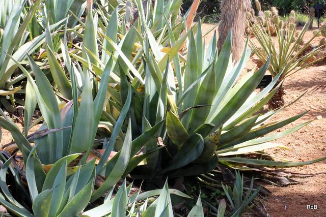 Photo of the entire plant of Century Plant (Agave mitis) posted by ...