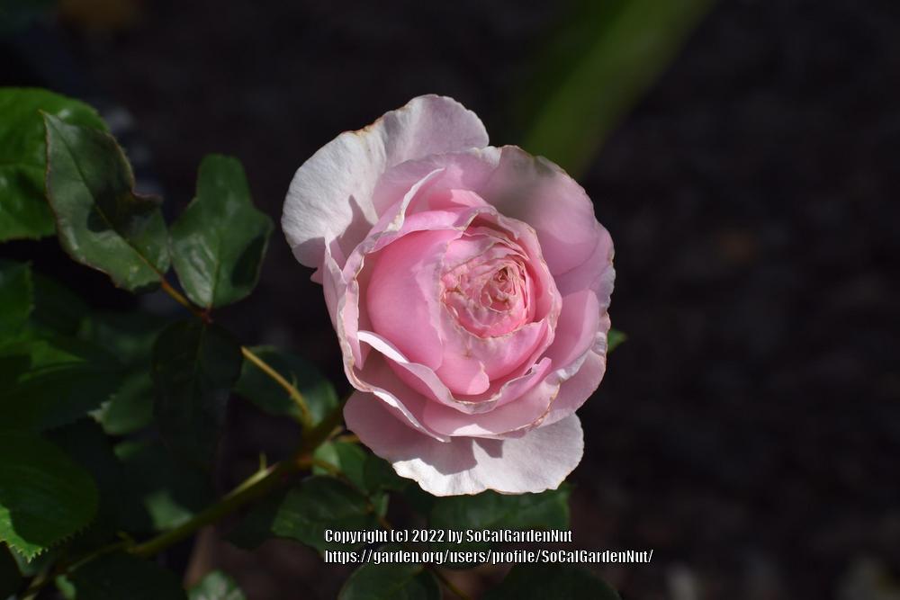 Rose (Rosa 'Scentuous') in the Roses Database - Garden.org