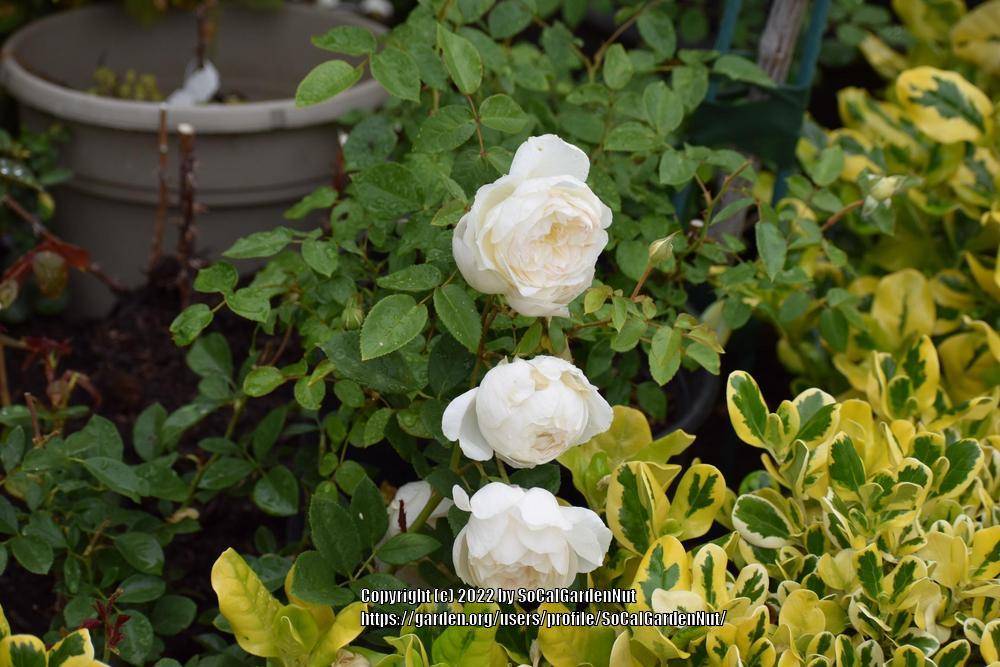 Photo of the entire plant of Rose (Rosa 'Bolero 2004') posted by ...