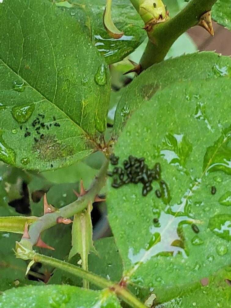 Chewed leaves in the Ask a Question forum - Garden.org