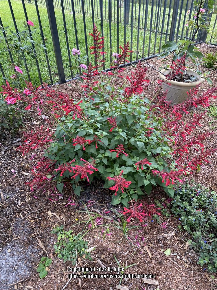 Photo of the entire plant of Salvia 'Roman Red' posted by ardesia ...