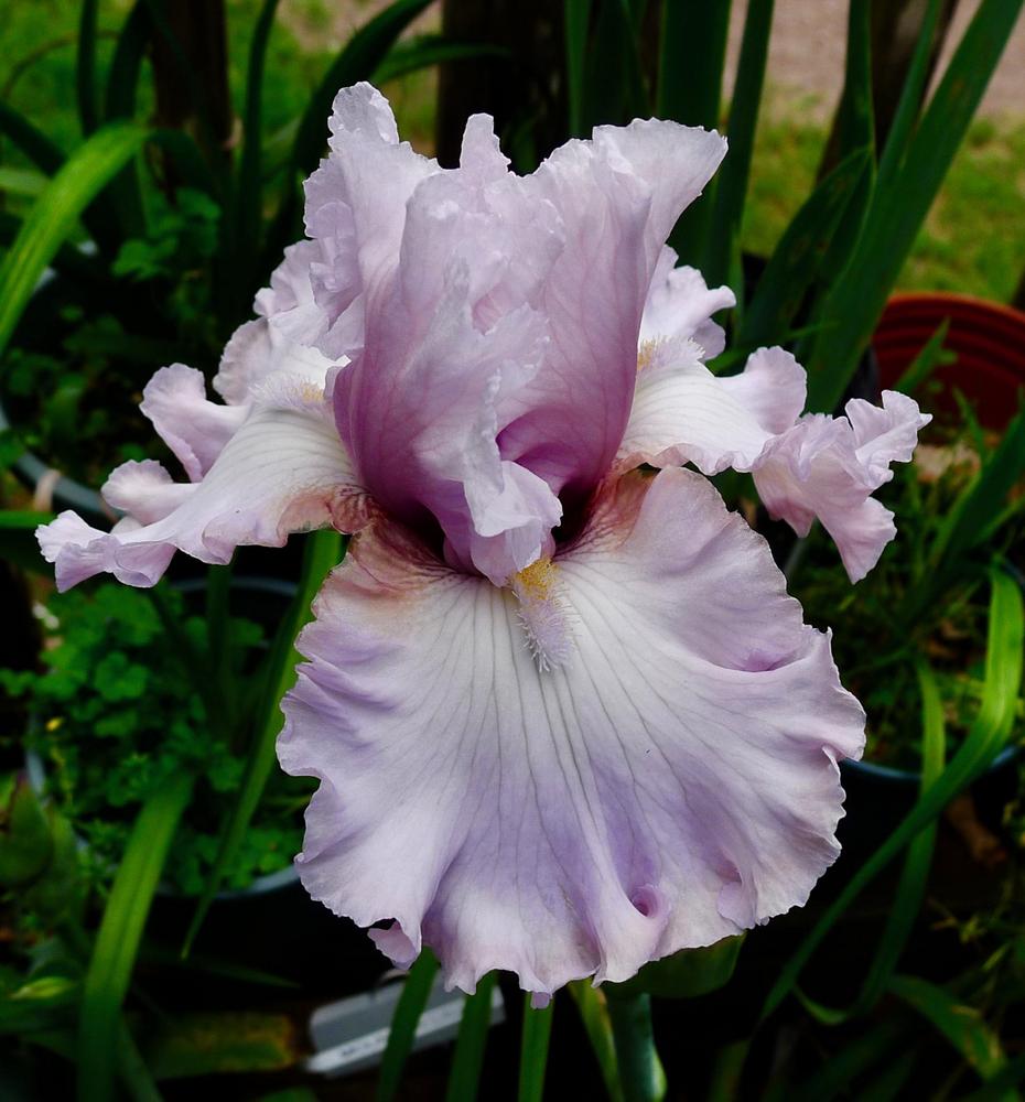Photo of the bloom of Tall Bearded Iris (Iris 'Mountain Laurel') posted by janwax - Garden.org