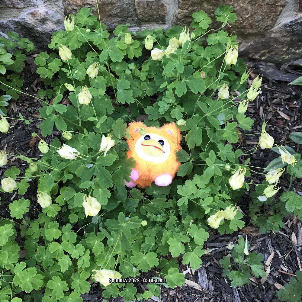 Photo of the entire plant of Dwarf Yellow Columbine (Aquilegia ...