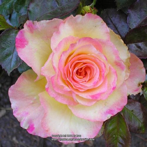 Rose (Rosa 'True Sincerity') in the Roses Database - Garden.org