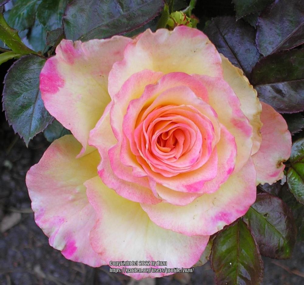 Rose (Rosa 'True Sincerity') in the Roses Database - Garden.org