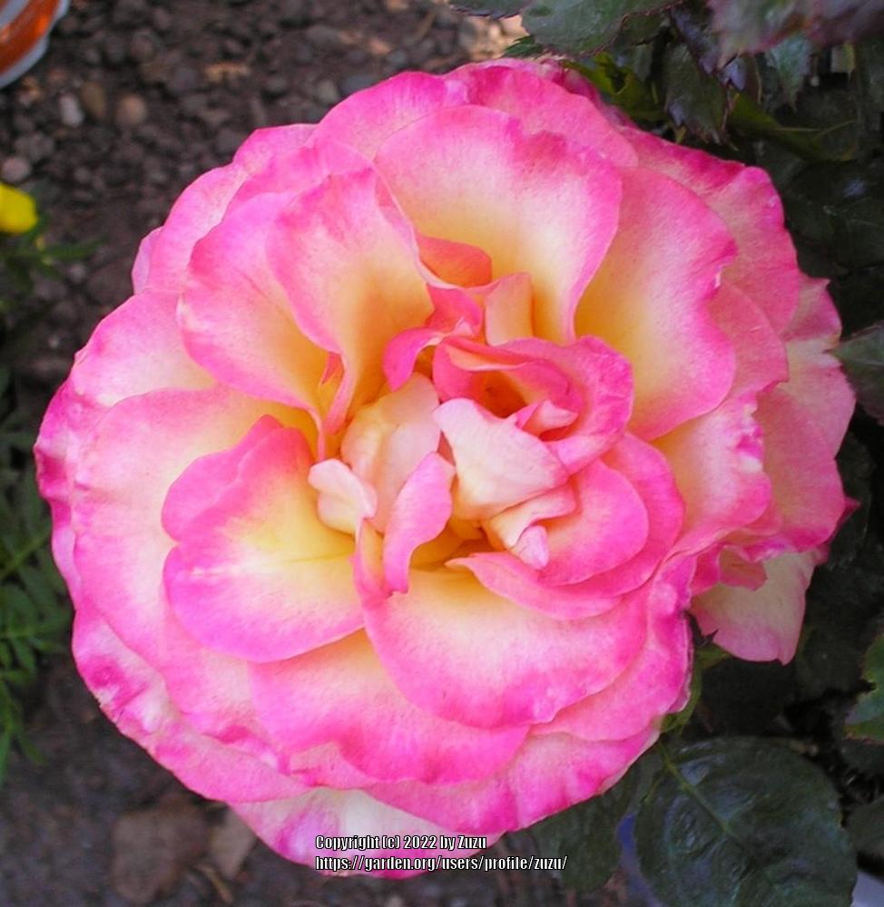 Photo of the bloom of Rose (Rosa 'True Sincerity') posted by zuzu ...