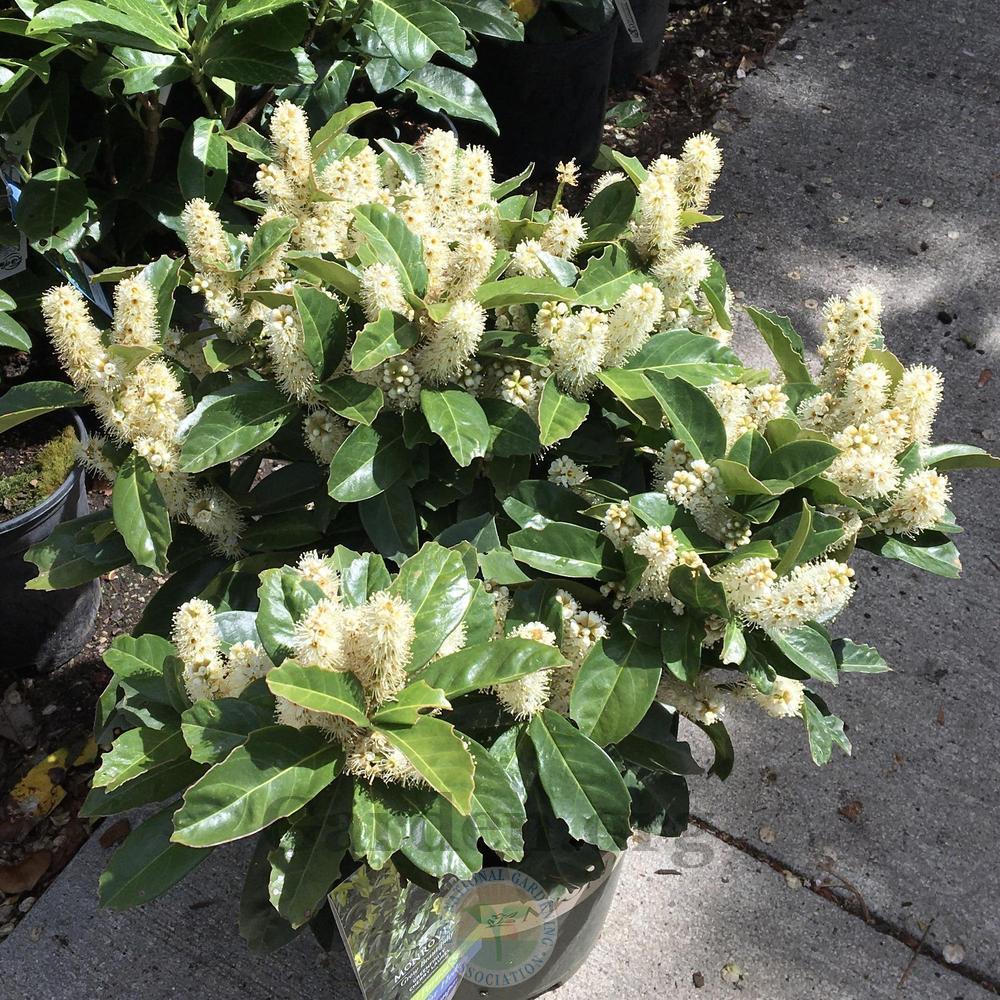 Photo of the bloom of Cherry Laurel (Prunus laurocerasus Greenfinity ...