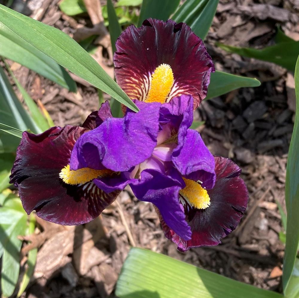 Photo of the bloom of Standard Dwarf Bearded Iris (Iris 'Beckoning ...