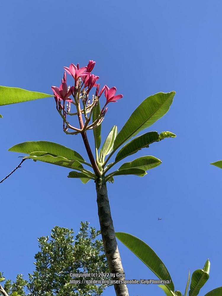Photo of the bloom of Plumeria (Plumeria rubra 'Miami Rose') posted by ...