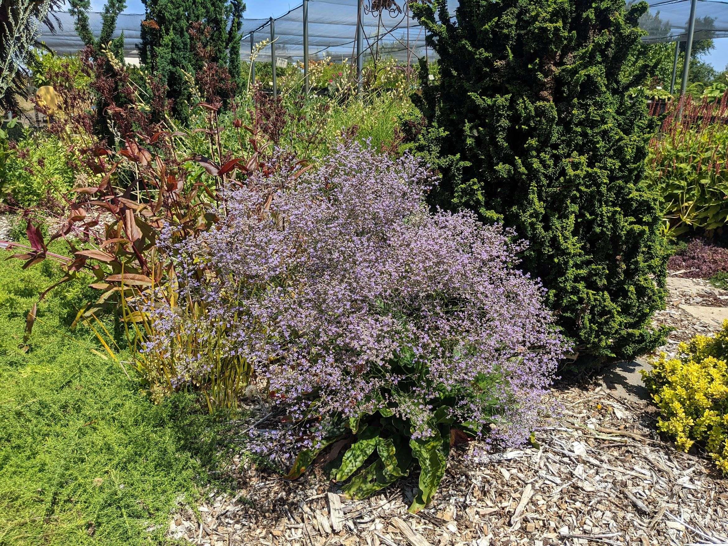 Photo of the entire plant of Sea Lavender (Limonium gerberi) posted by ...