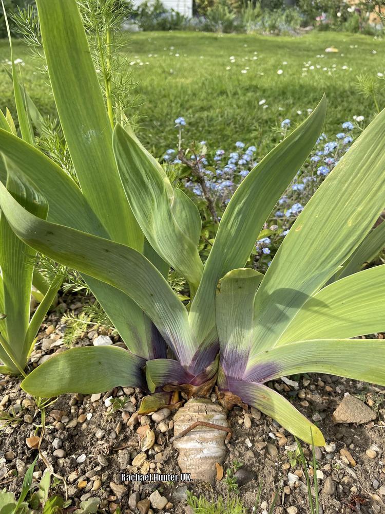 Photo of the entire plant of Iris 'Raven Girl' posted by RachaelHunter ...