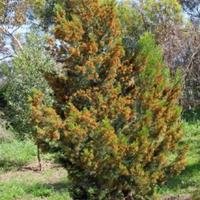 Photo of the entire plant of Callitris preissii posted by RuuddeBlock ...