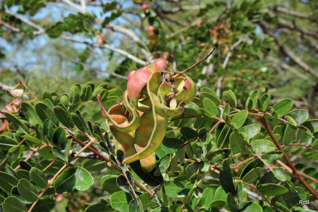 Photo of the fruit of Tara spinosa posted by RuuddeBlock - Garden.org