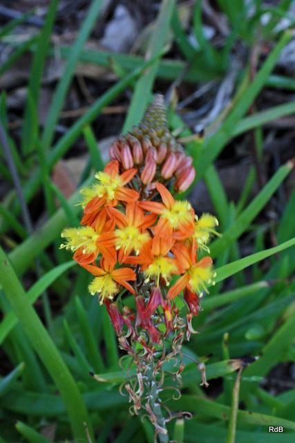 Photo of the bloom of Stalked Bulbine (Bulbine frutescens) posted by ...