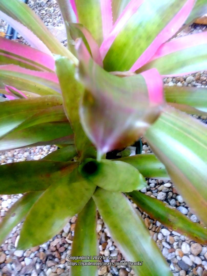 Aechmea ludmaniana 'Mend' in the Bromeliads forum - Garden.org