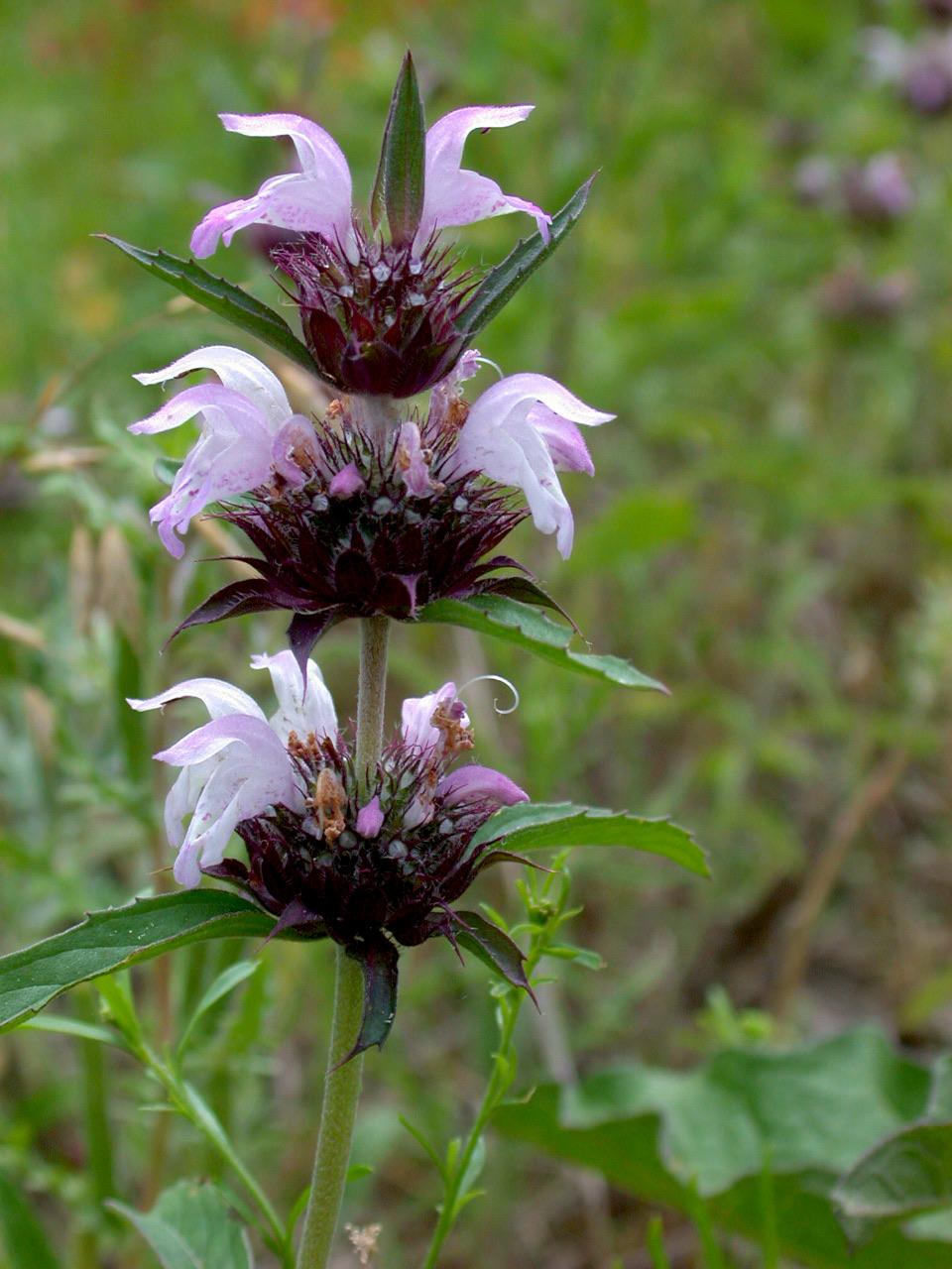Pony Beebalm (Monarda pectinata) in the Bee Balms Database - Garden.org
