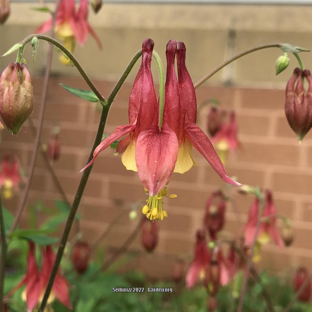 Photo of the bloom of Eastern Red Columbine (Aquilegia canadensis ...