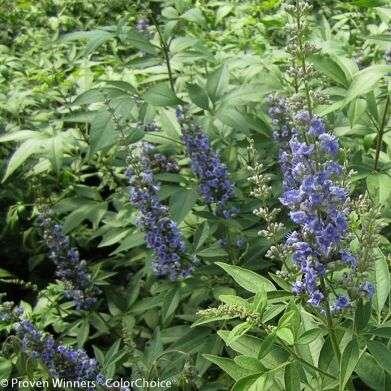 Dwarf Chaste Tree (Vitex agnus-castus Blue Diddley™) - Garden.org