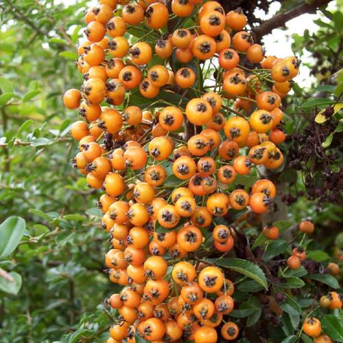 Gibb's Firethorn (Pyracantha atalantioides 'Little Gnome') - Garden.org