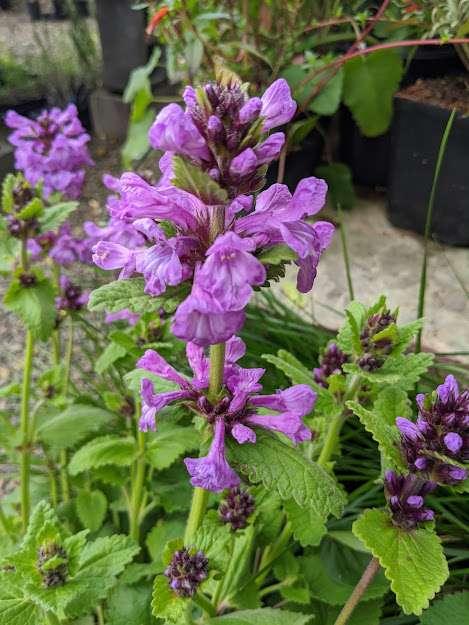 Photo of the bloom of Big Betony (Betonica macrantha 'Robusta') posted ...