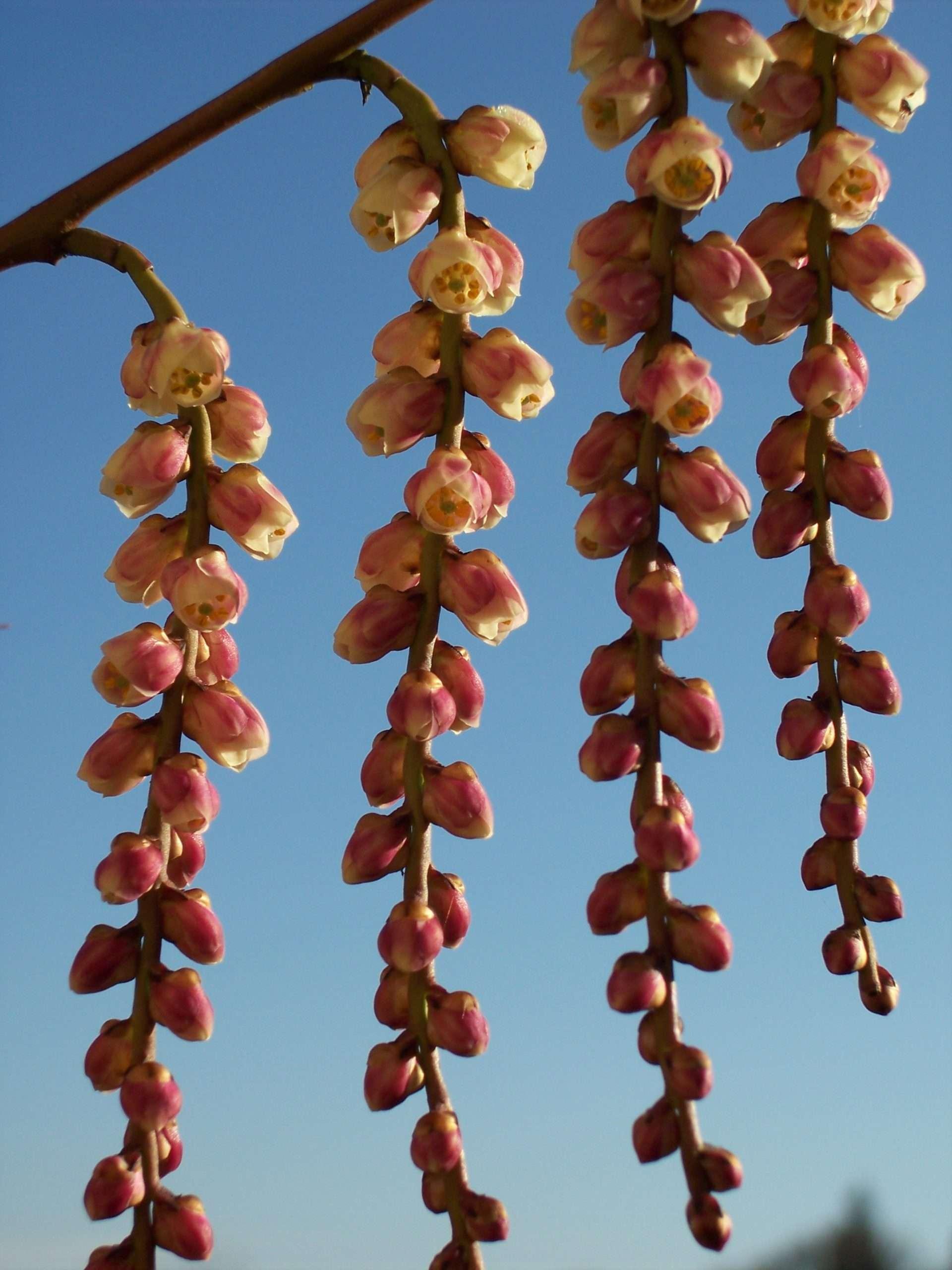 Stachyurus (Stachyurus praecox 'Rubriflora') - Garden.org