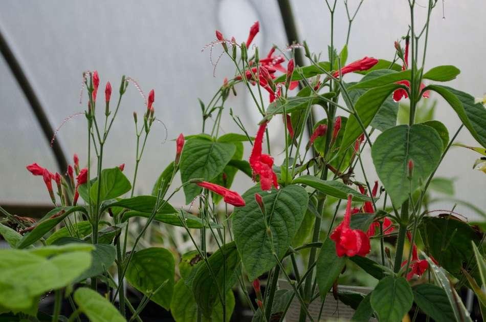 Photo of the entire plant of Ruellia elegans 'Ragin' Cajun' posted by ...
