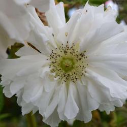 Photo of the entire plant of Rubus rosifolius var. coronarius posted by ...