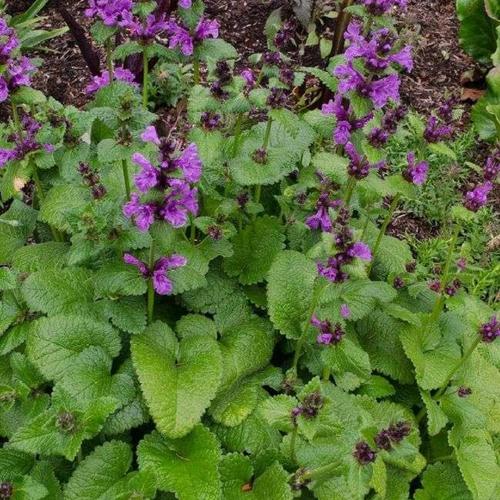 Big Betony (Betonica macrantha 'Robusta') - Garden.org