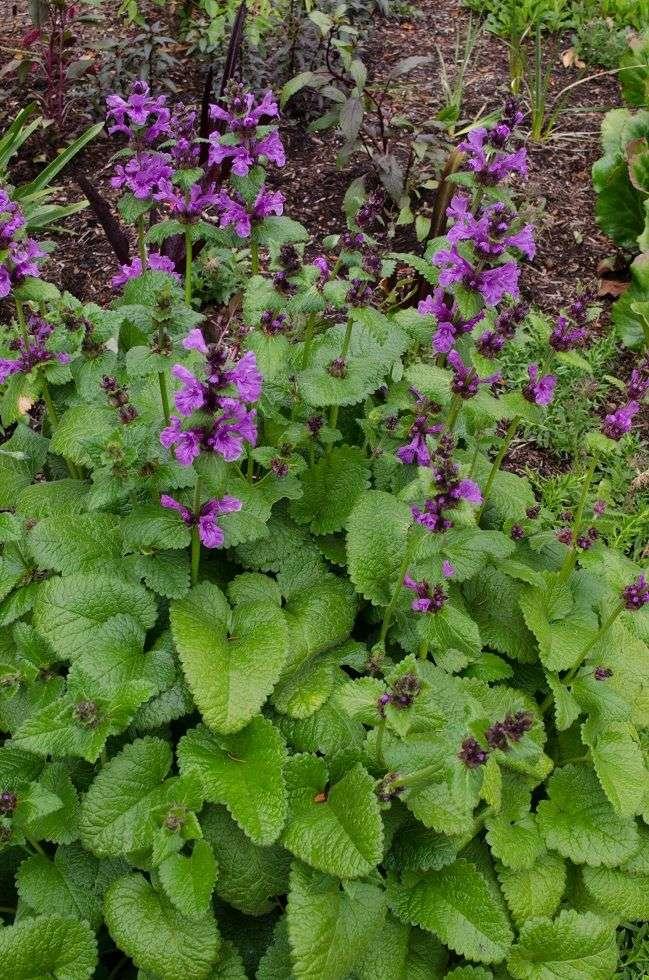 Big Betony (Betonica macrantha 'Robusta') - Garden.org