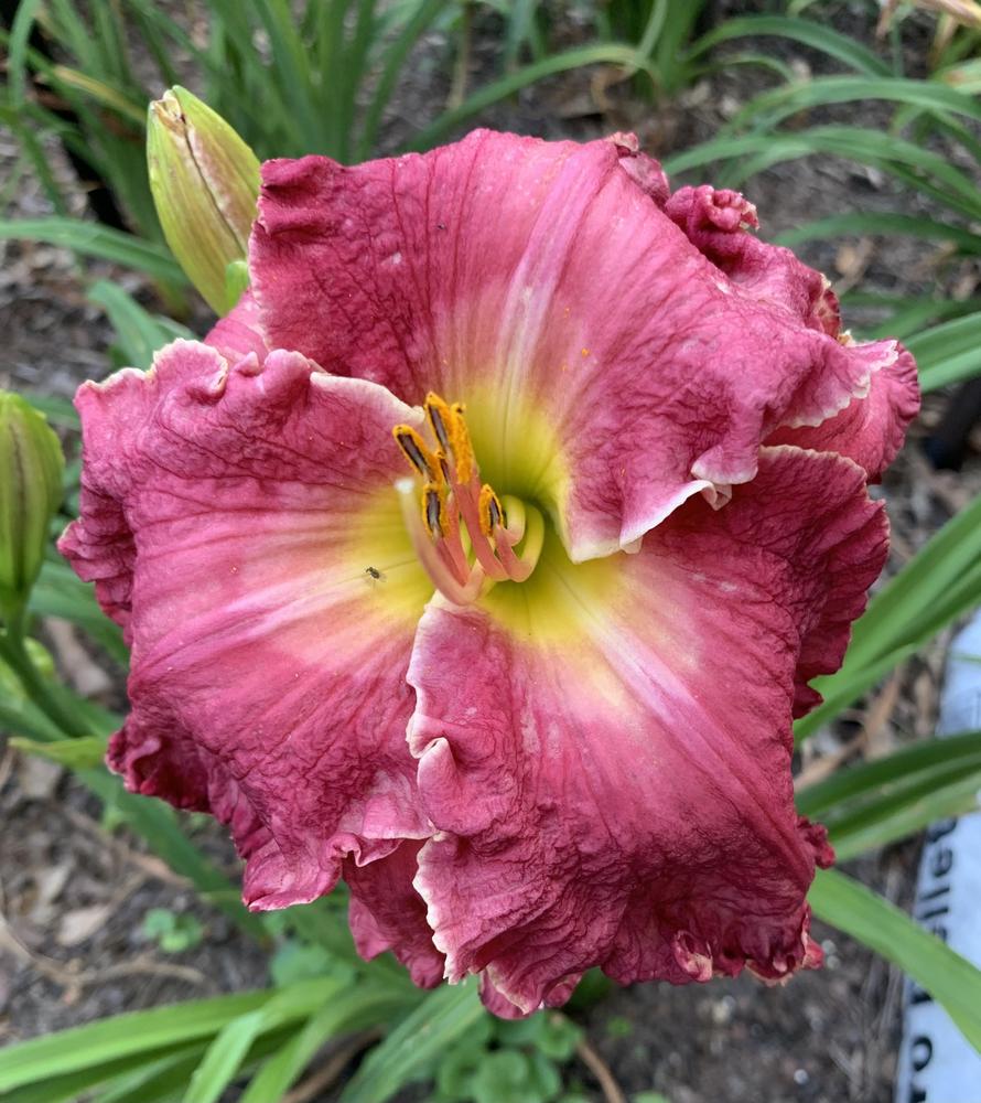 Daylily (Hemerocallis 'Ruby in the Garden') in the Daylilies Database ...