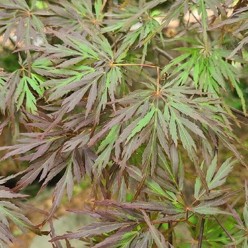 Cutleaf Japanese Maple (Acer palmatum 'Lionheart') - Garden.org