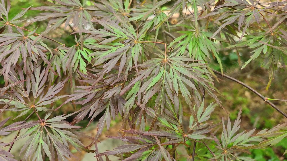 Cutleaf Japanese Maple (Acer palmatum 'Lionheart') - Garden.org
